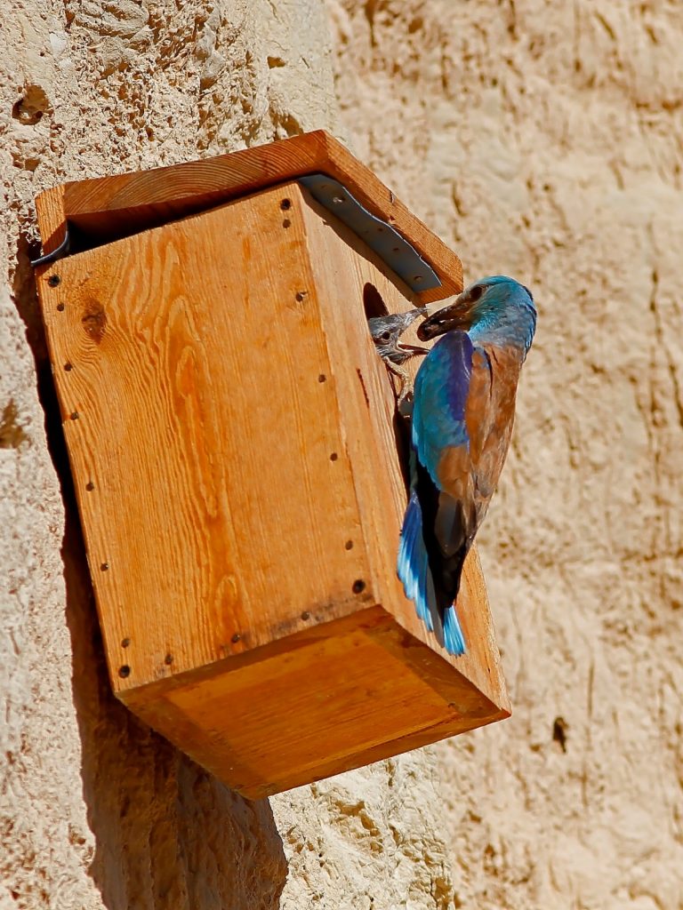 Conoce las poblaciones de carraca en Un Mundo por Descubrir - ANSE ...