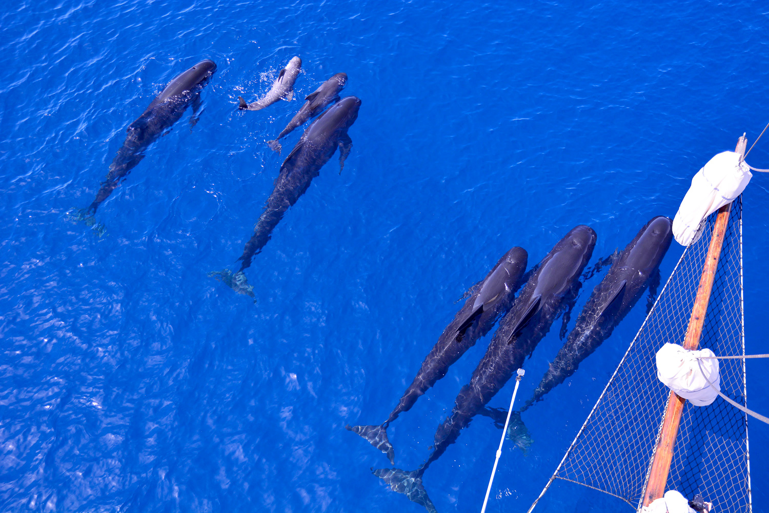 ANSE evalúa el estado de las poblaciones de Calderón común en las ...