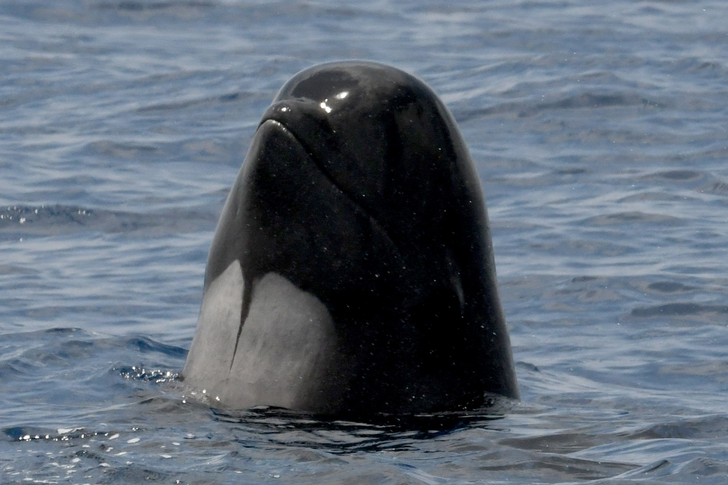 ANSE recorre 2000 kms de las costas de la Región de Murcia y Andalucía ...