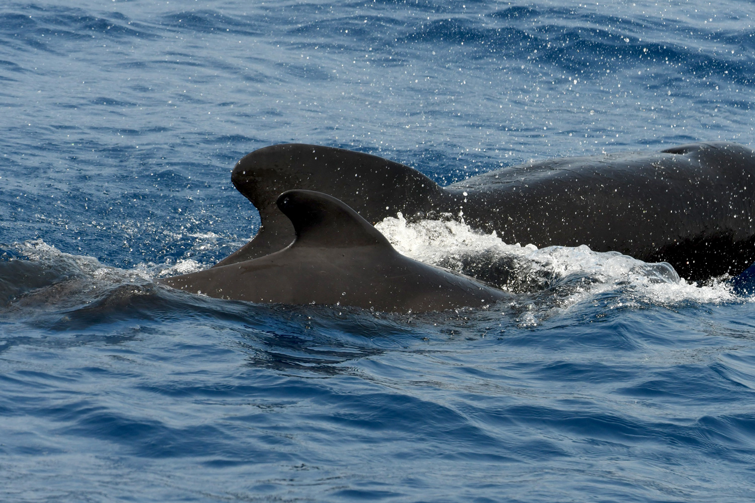 ANSE recorre 2000 kms de las costas de la Región de Murcia y Andalucía ...
