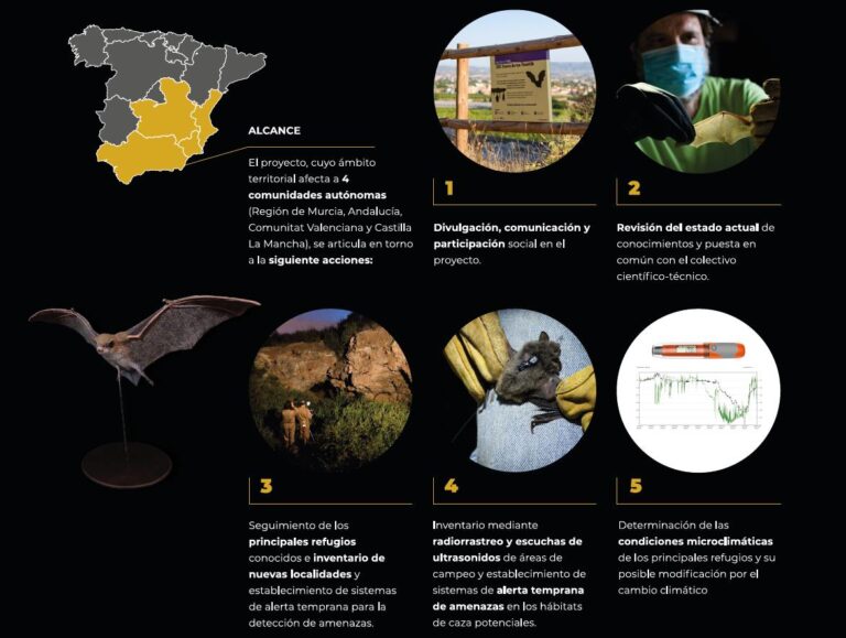 Murciélago Patudo - ANSE - Asociación de Naturalistas del Sureste